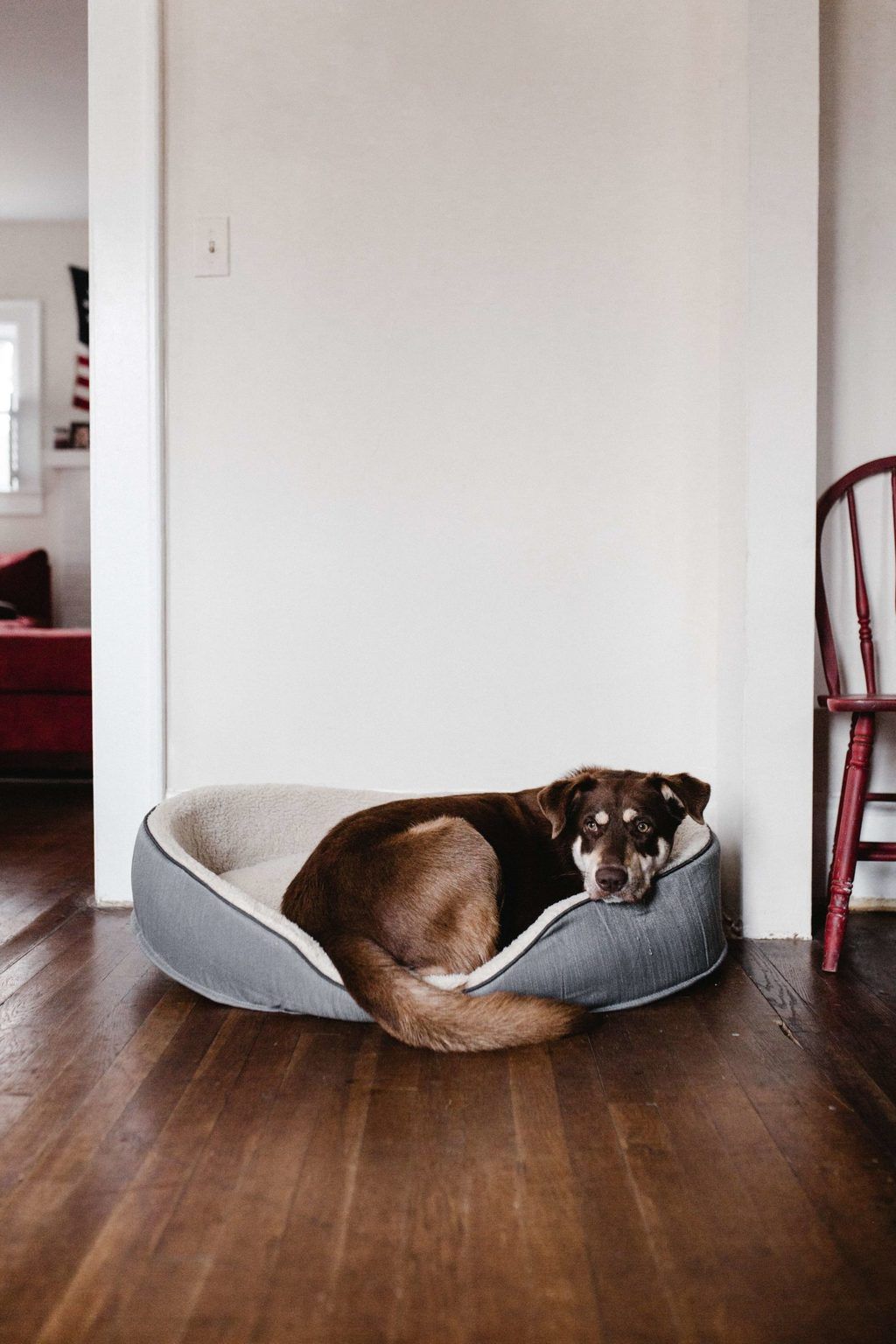 10 Best Indestructible Dog Beds Reviewed - Seriously Tough Dog Beds