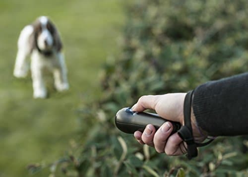 Best Dog Barking Deterrents - Updated May 2026