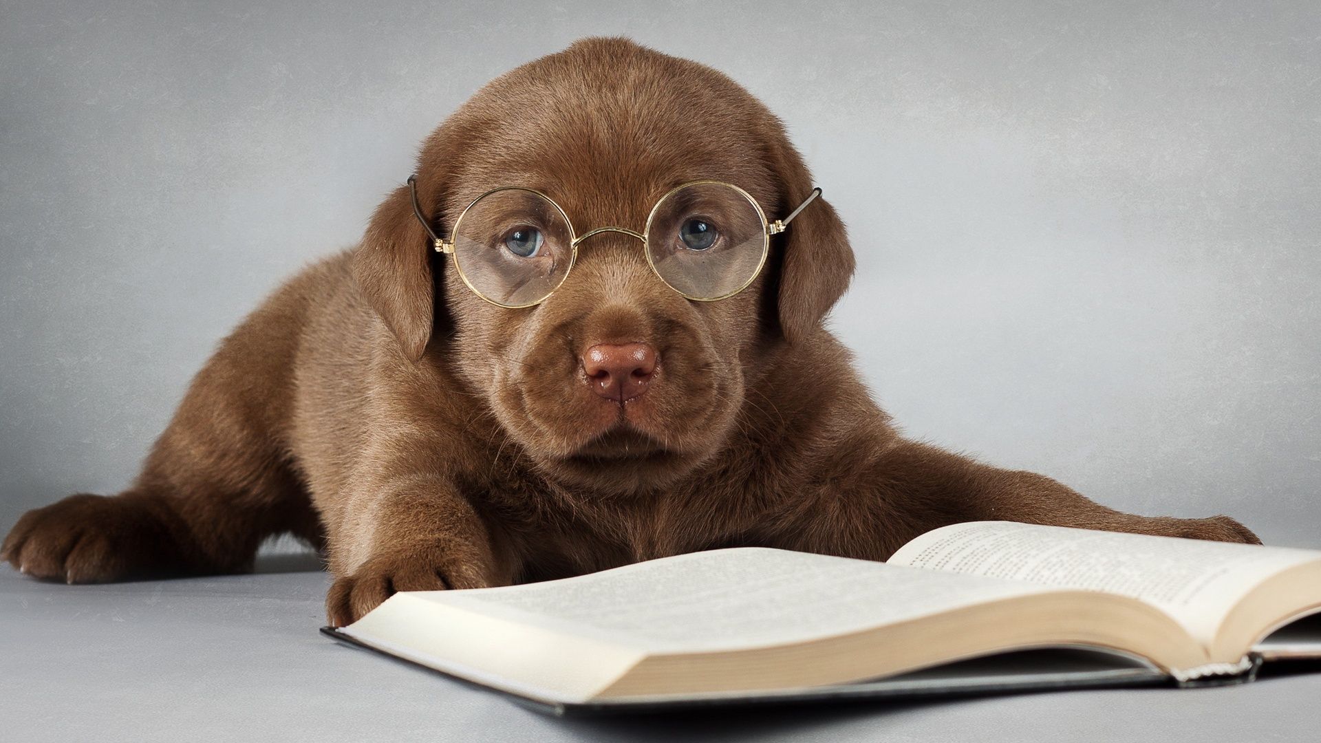 Best Reading Glasses For Dogs - Updated February 2026