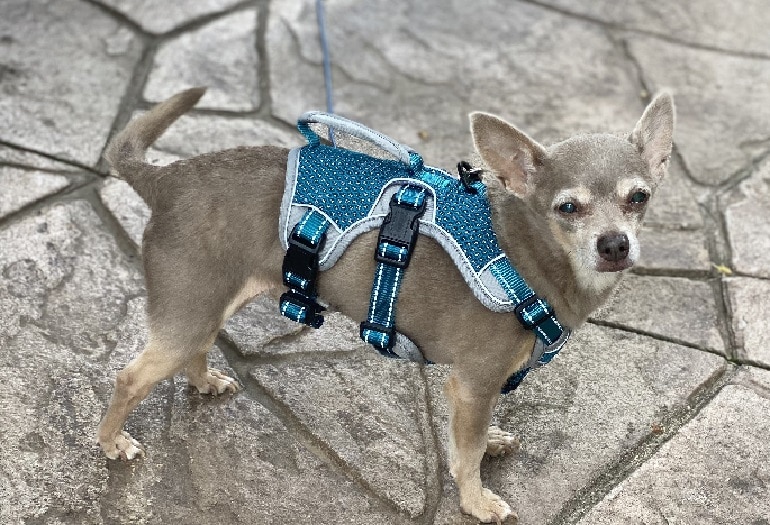 Best Dog Harnesses For Labs - Updated April 2026